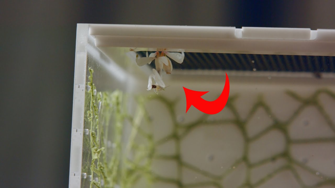 mantis hunt|Observe the orchid mantis, which catches several fruit ...