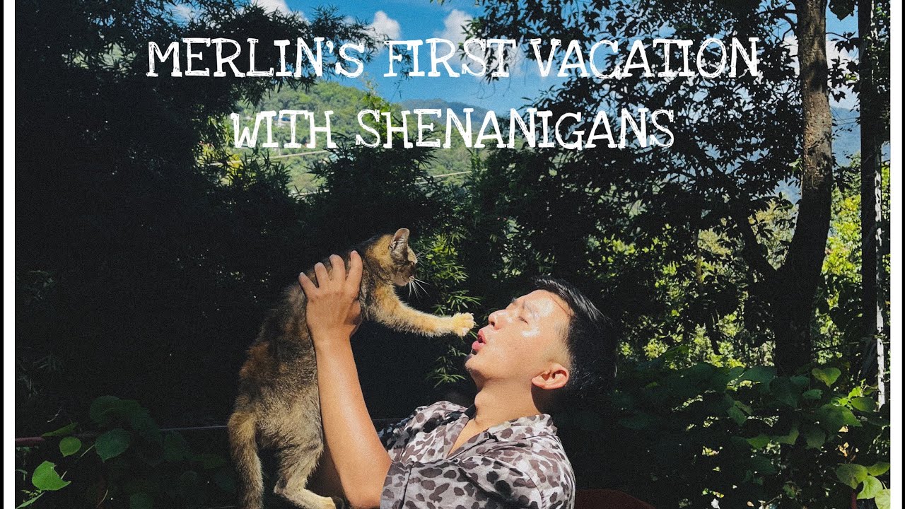 First Time Away, Purring All the Way with SHENANIGANS |Merlin on ...