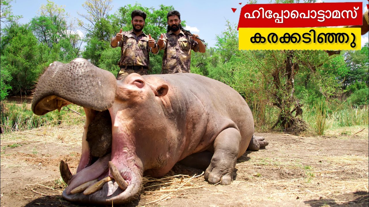 ഹിപ്പോപൊട്ടാമസ് കരക്കടിഞ്ഞു , Massive Hippopotamus hunting,Hippo ...