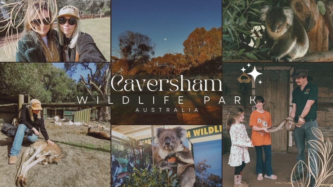 Caversham Wildlife Park | Australian wildlife animals Patting koalas ...
