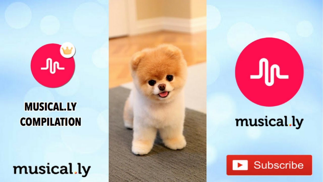 🔥🔥CUTEST ANIMALS OF MUSICAL.LY| JIFF THE POMERANIAN 🔥🔥 - YouTube