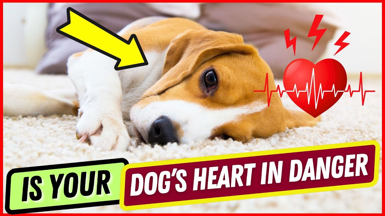 Congestive Heart Failure & Enlarged Heart in Dogs | Vet-Approved Guide ...