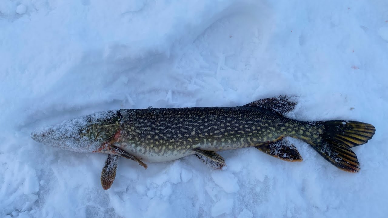 Catching a Northern Pike with a hot dog and a tip up - YouTube