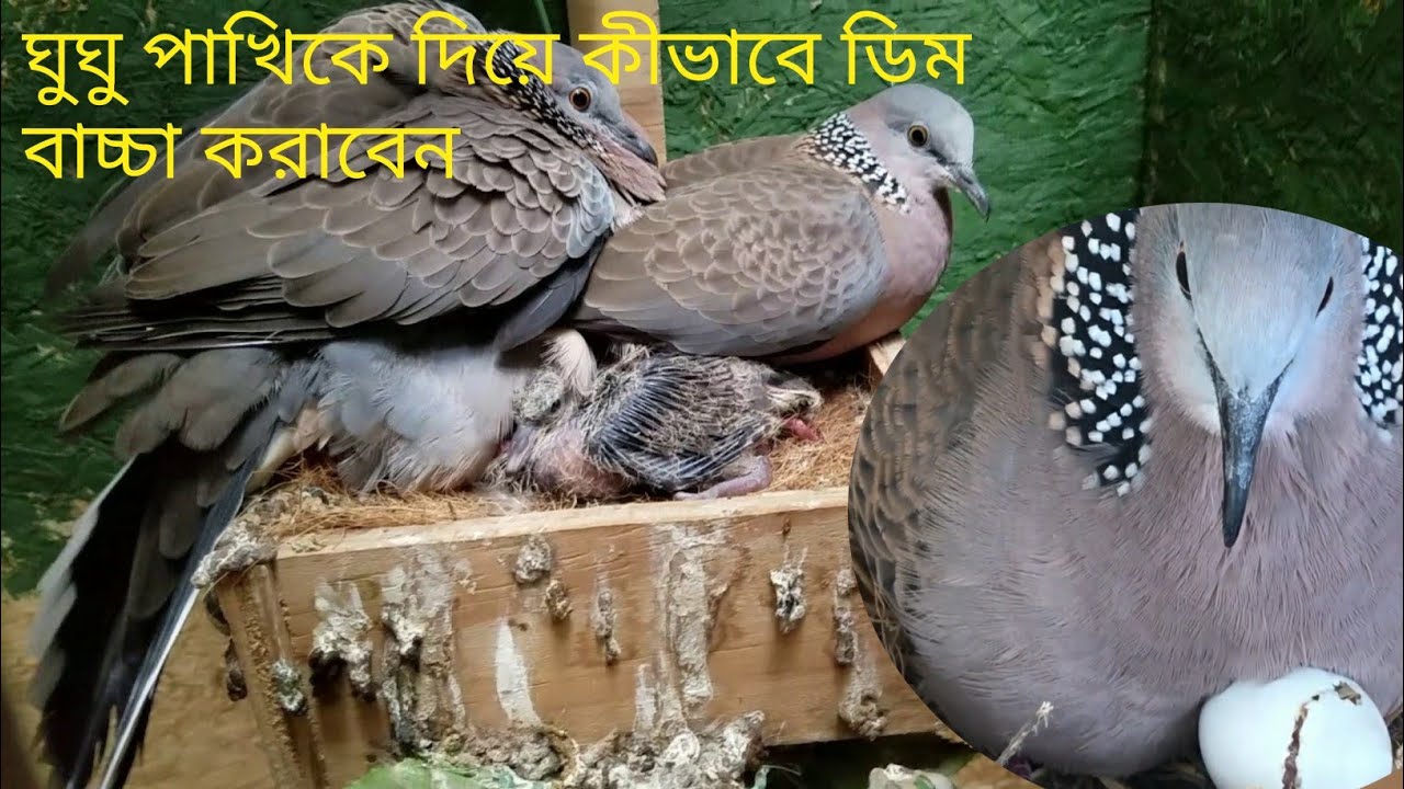 gugu pakhi dim parar lokkhon | ঘুঘু পাখির ডিম পাড়ার লক্ষণ ও ঘুঘু ...