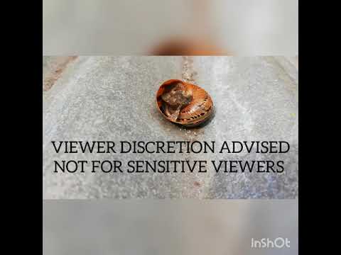 Snail vs Salt - YouTube