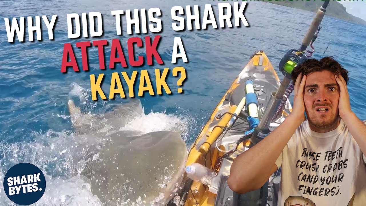 Shark Scientist REACTS to Shark ATTACKS! (5) - YouTube