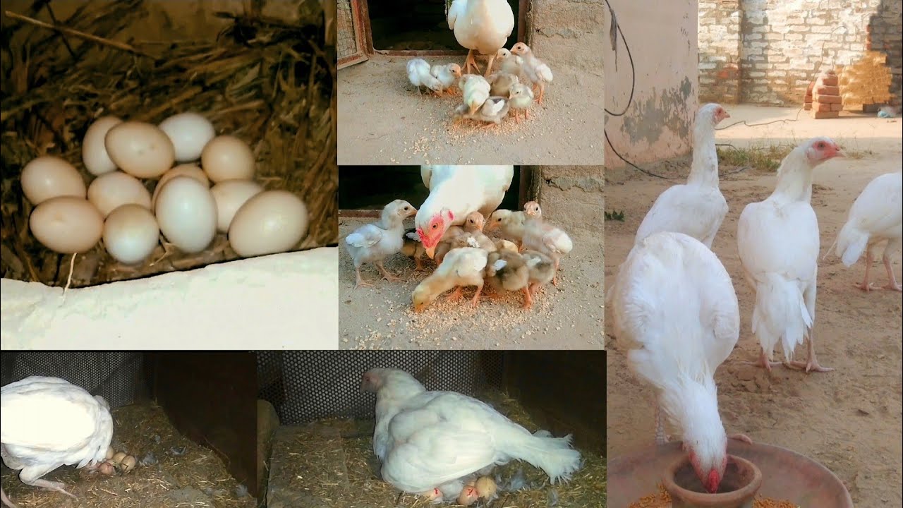 [1 day to 360 days aseel Chickes breeding progress] full breeding ...