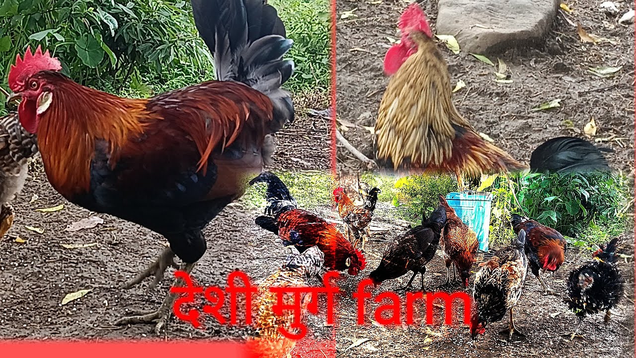 Desi 🐣 chicken poultry farm in India fancy chicken poultry farm in ...