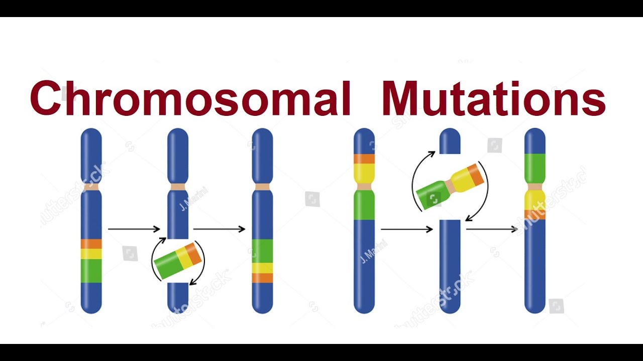 Chromosomal mutations | Types of mutations | 3D 2024 - YouTube