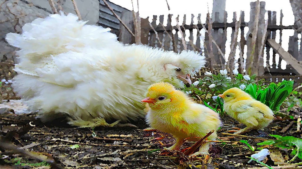 Altai Bantam chickens and hen with curly feathers Курочка с цыплятами ...