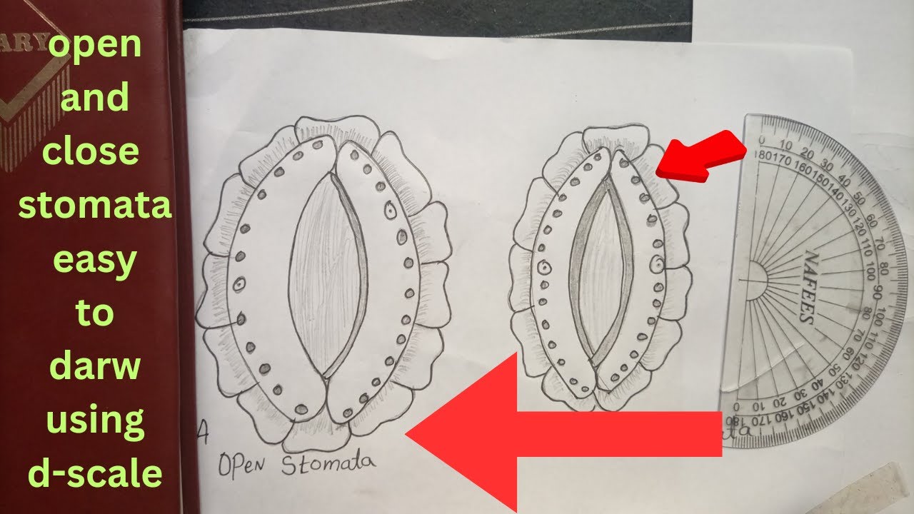 Easy Guide to Drawing Open and Closed Stomata Using the D-Scale - YouTube