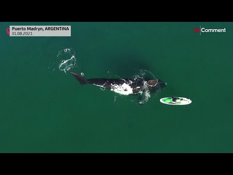 Wal spielt neugierig mit einem Paddleboard - samt Paddlerin