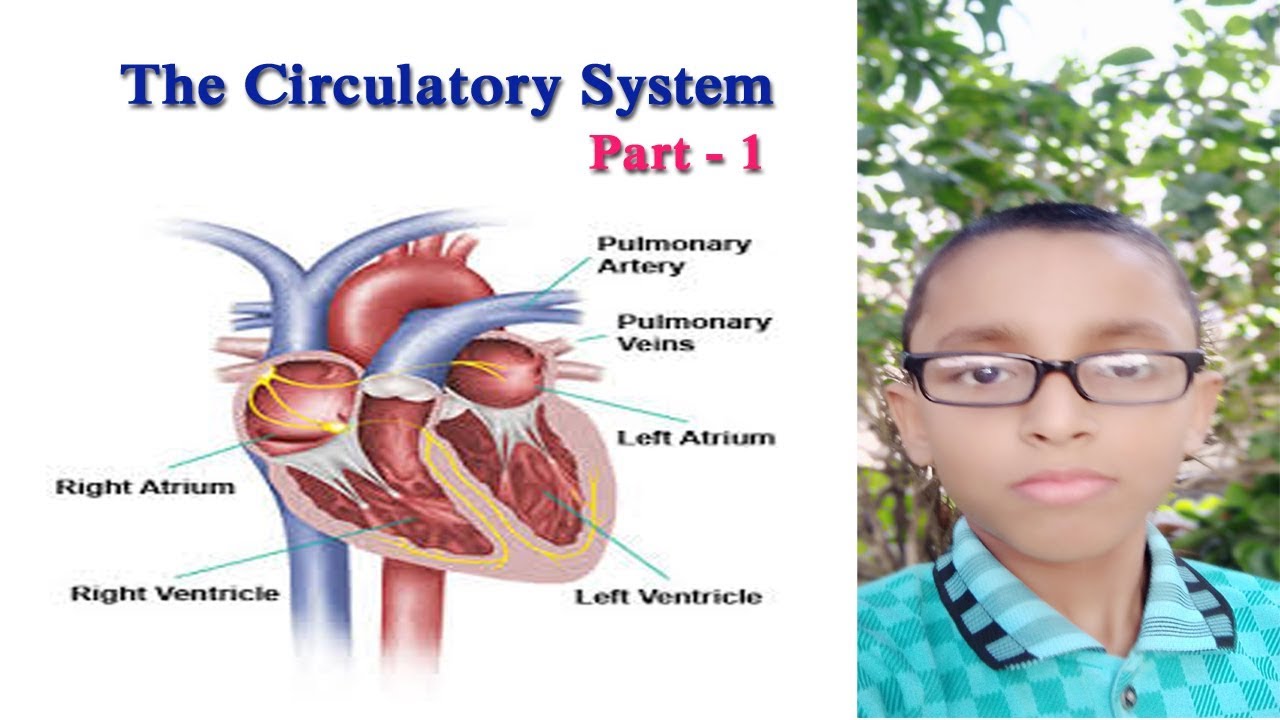 Human Circulatory System .. Class 4 & 5 ! Part-1 - YouTube