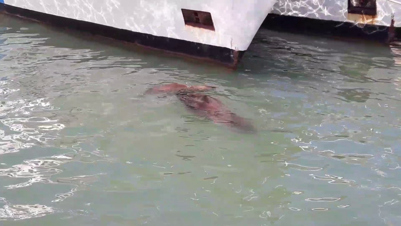 LOBOS MARINOS apareandose? - YouTube