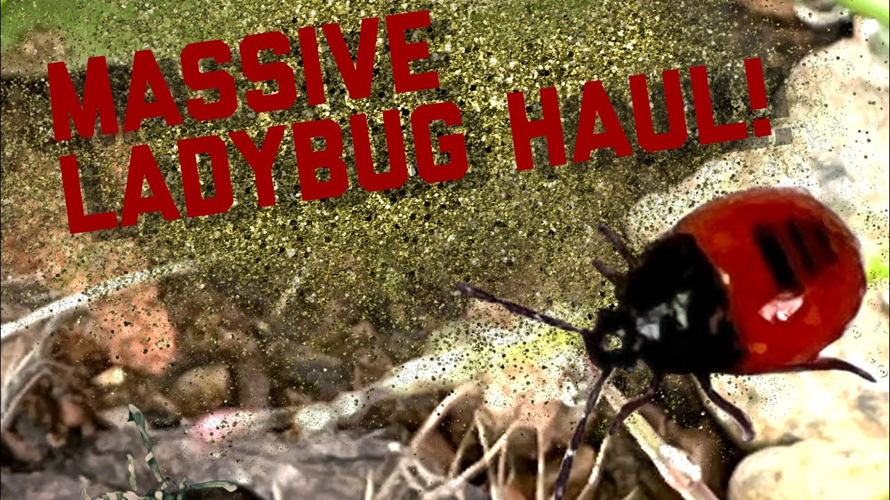 FREE APHID CONTROL! LOCATE YOUR LADY BUGS TODAY! Greenhouse pest ...