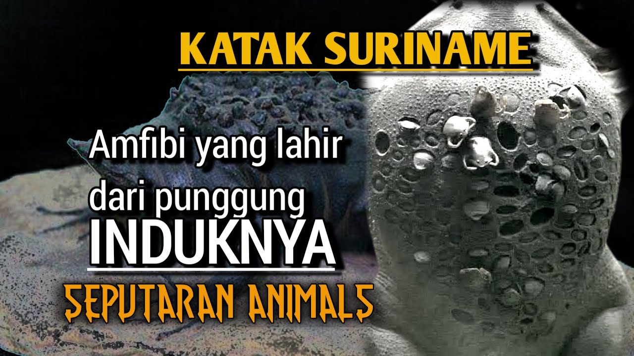 Katak Suriname | Hewan Unik Yang Lahir Dari Punggung Induknya ...