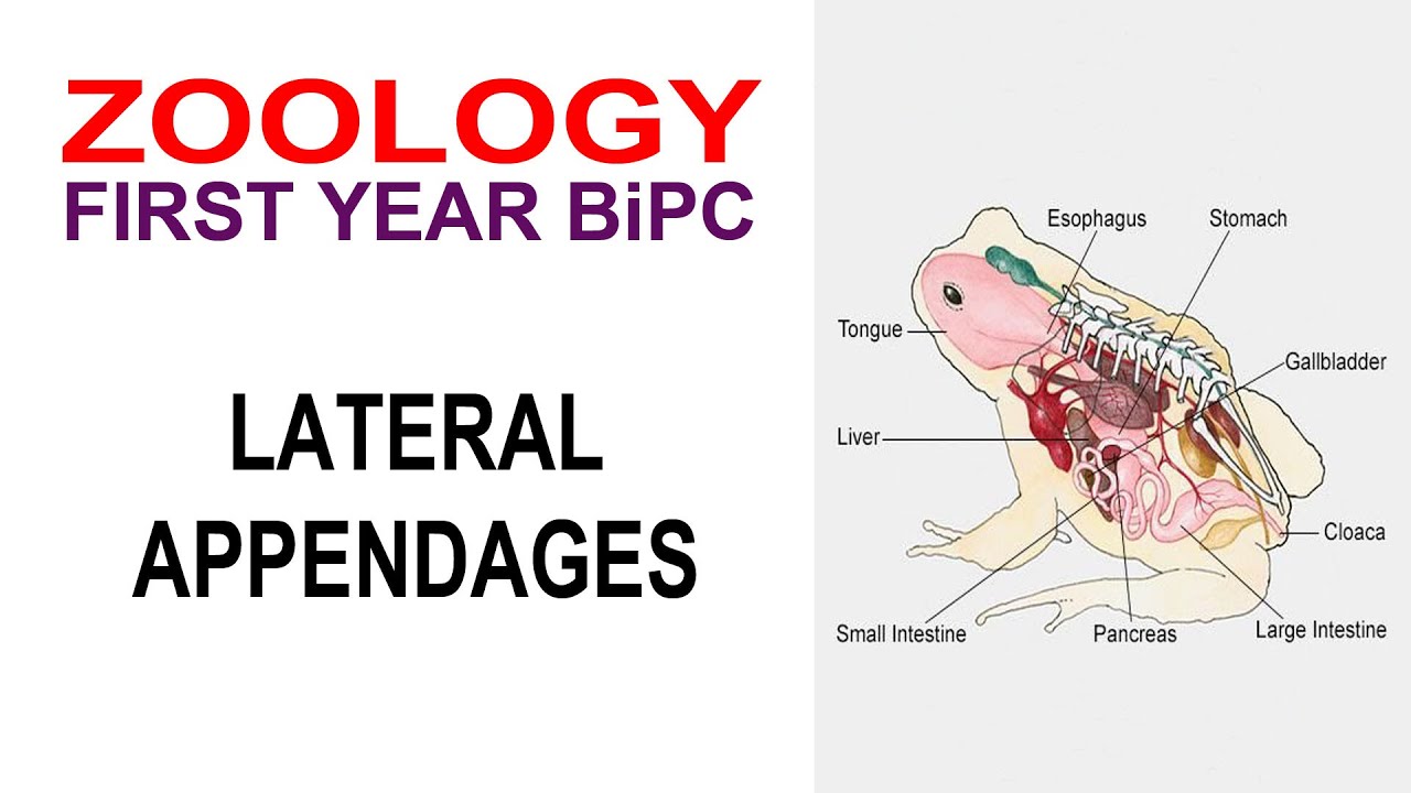 ZOOLOGY 1ST YR - LATERAL APPENDAGES - YouTube
