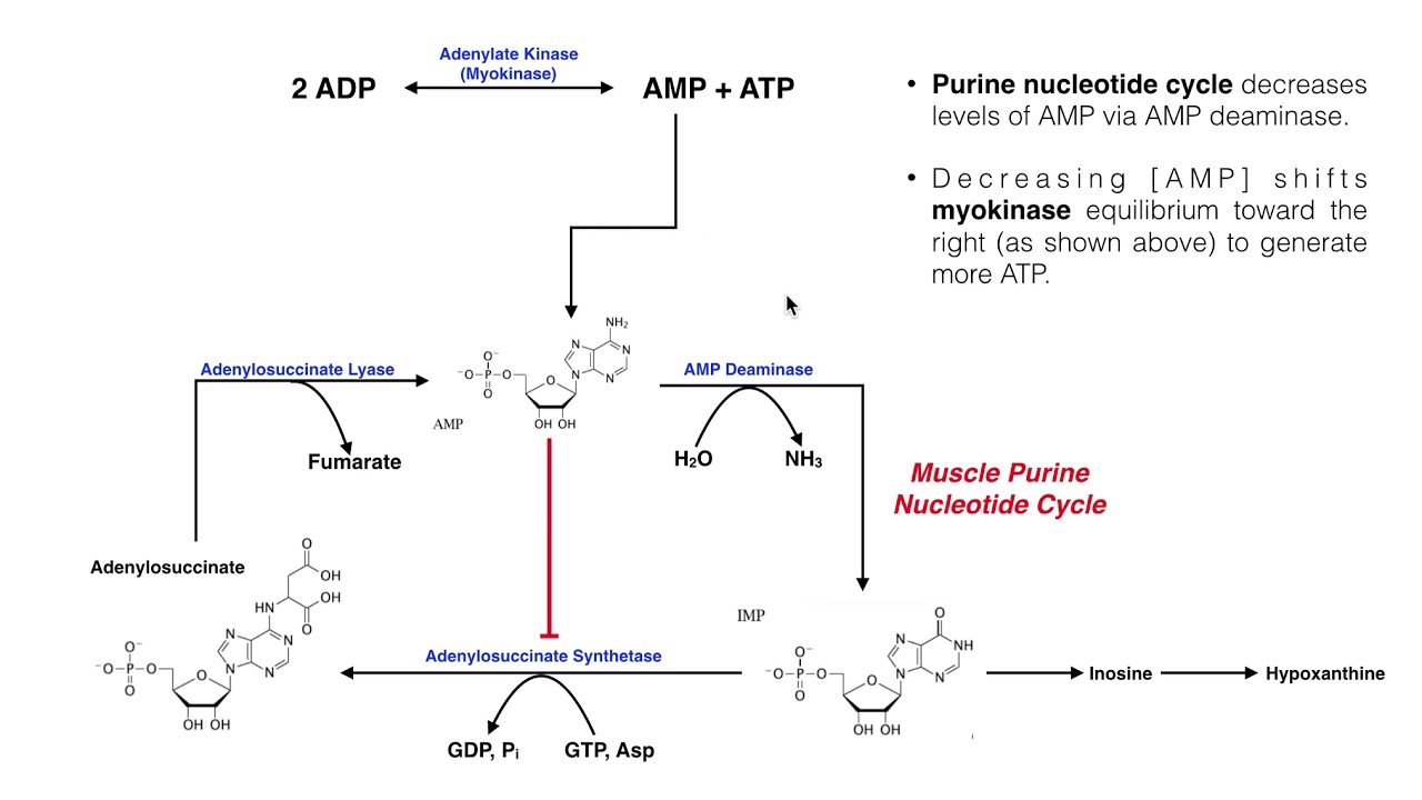 Nucleotide Metabolism | Myokinase & the Purine Nucleotide Cycle - YouTube