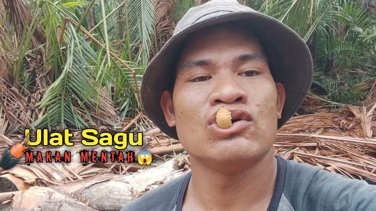 Kumbang Sagu, Penghuni Pohon Sagu Yang lezat || Sate Ulat Sagu Di Hutan ...