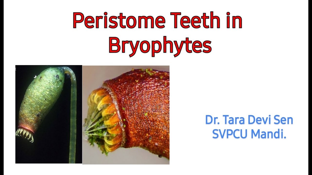 Peristome Teeth in Bryophytes. - YouTube