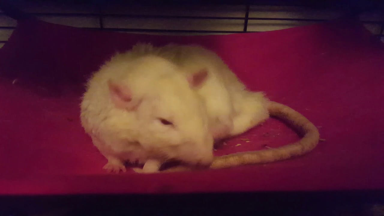 Scratching & yawning rat - YouTube