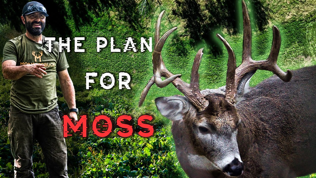 Mike's Plan To Hunt Moss, Full Season Bowhunting Strategies For A ...