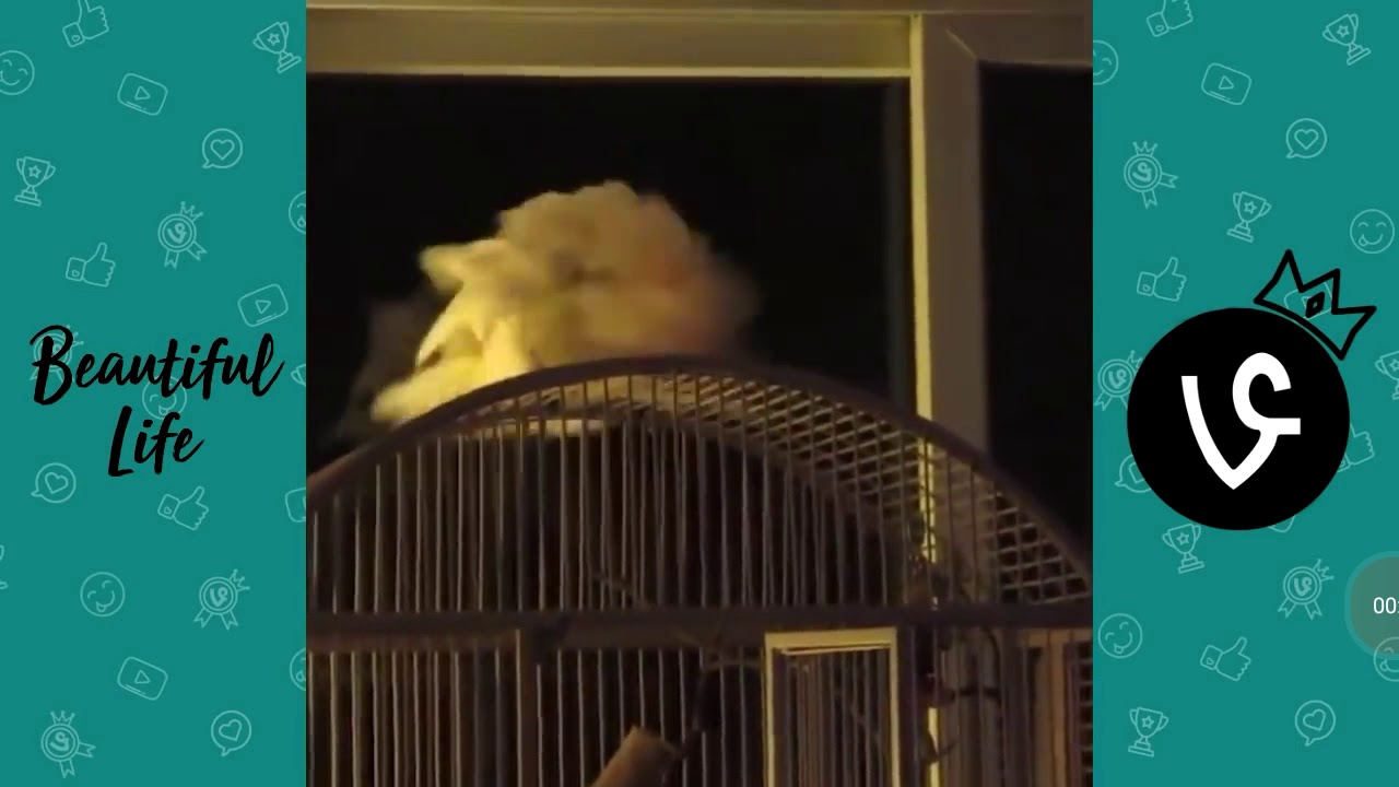 Possessed Bird - YouTube