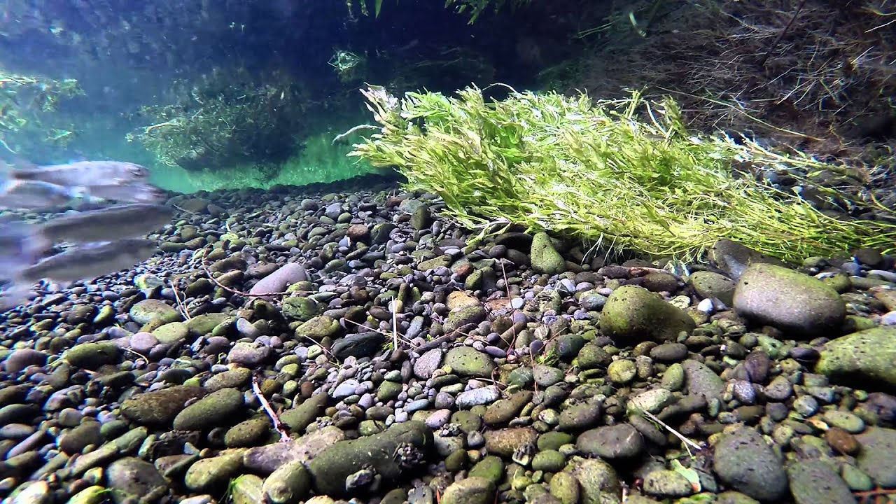 Chinook Salmon Smolt Migration Canterbury NewZealand - YouTube