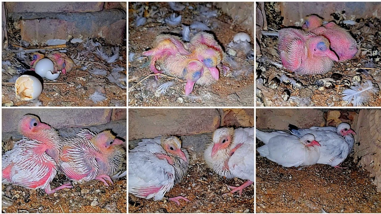 Growth Baby pigeons 21 Days progress _ Muhammad Ismail pigeons - YouTube
