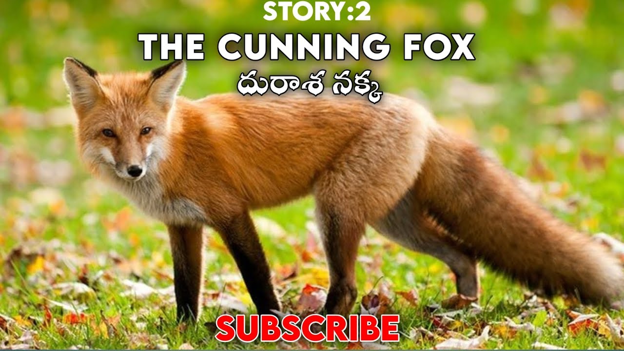 the cunning fox#thecunningfox#thefox - YouTube