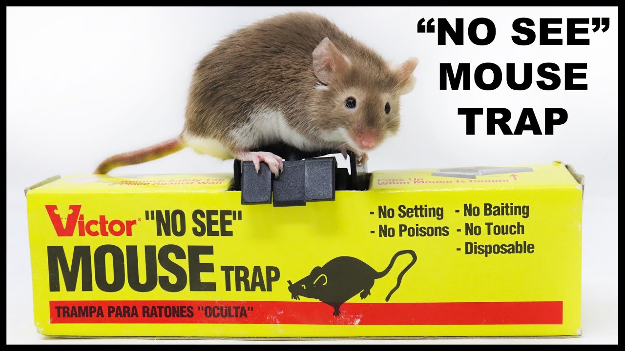 The Victor "No See" Cardboard Mouse Trap. Mousetrap Monday. - YouTube