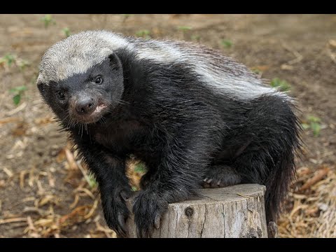 Incredible Facts From 10 Different Animals! - YouTube