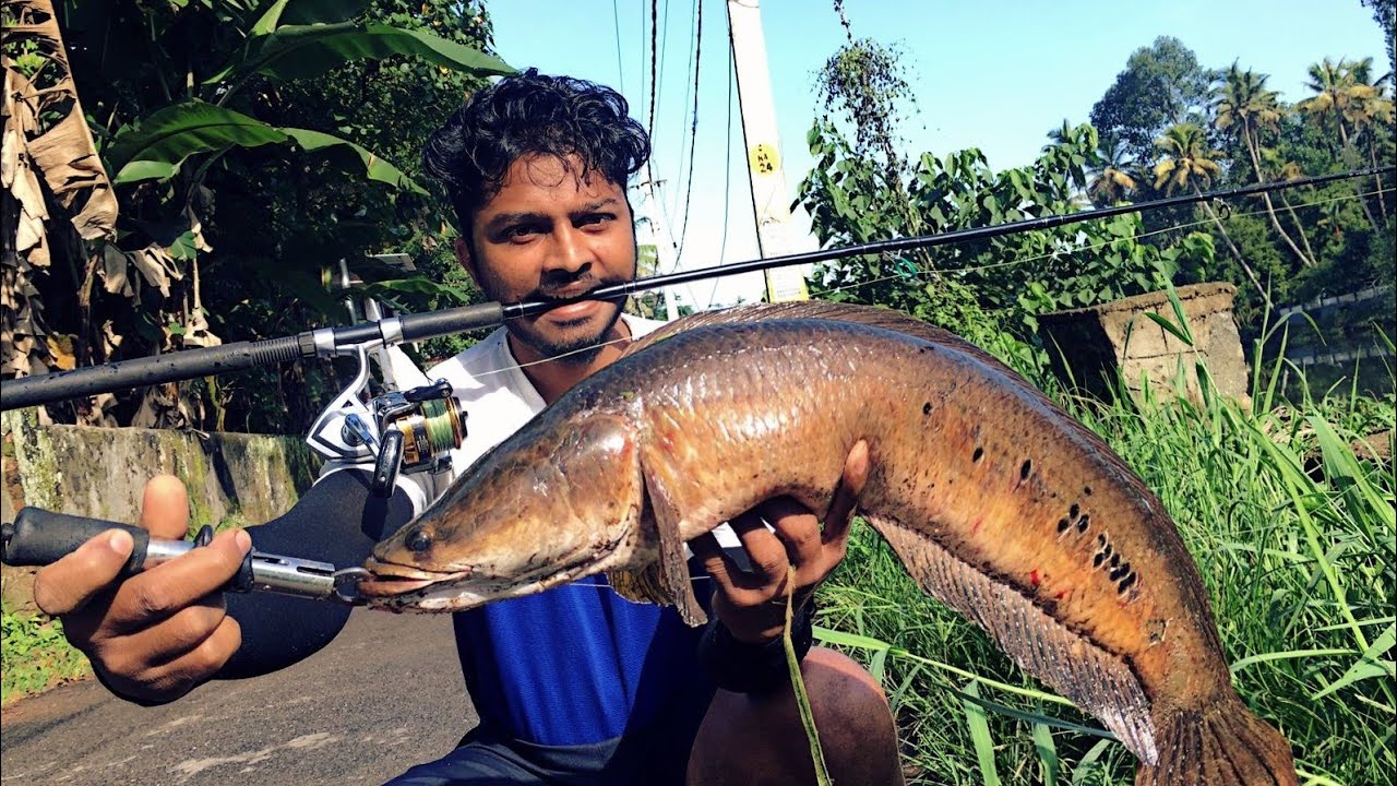 ഇതു ഇട്ടാൽ ഏതു മീനും കിട്ടും. snakehead fishing. kerala fishing ...