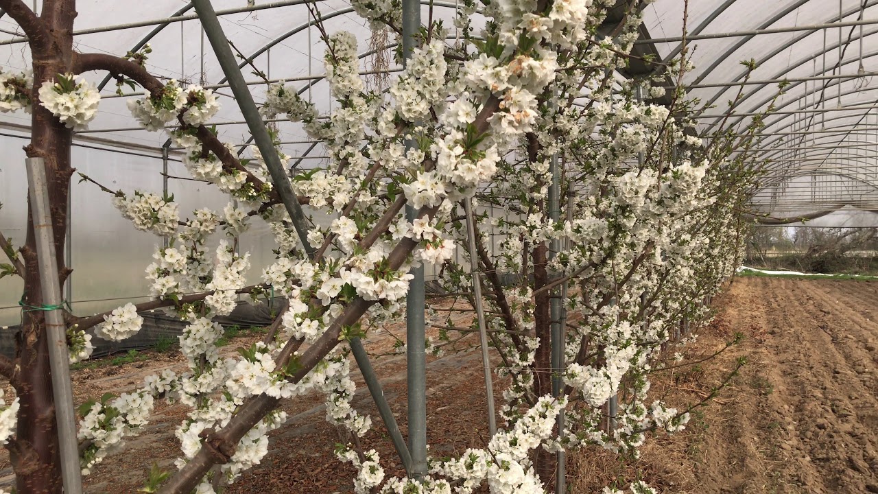 Life in the countryside : greenhouse, cherry cultivation with bees ...