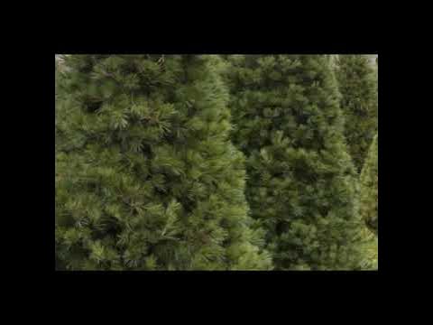 O Tannenbaum (German) | Christmas Music - Public Domain - YouTube