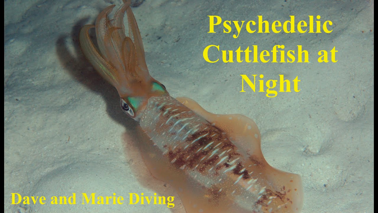 Psychedelic Cuttlefish at Night on Embudu - YouTube