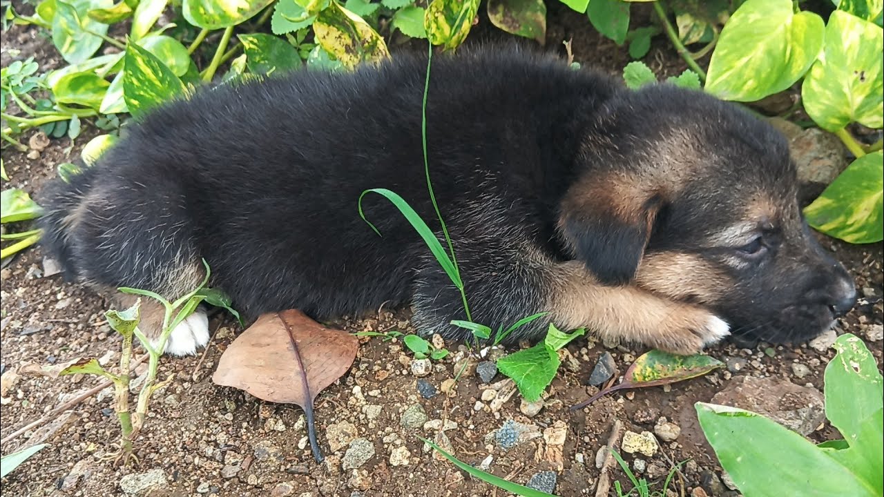 Jaraman shefad cute puppie ☺️☺️#live #jaramanshefad #dog #puppie - YouTube