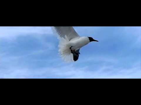 Turkish Music - Yağmur Yağar Taş Üstüne by Brenna MacCrimmon