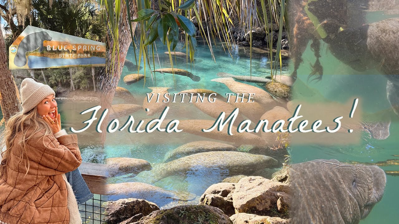 Best Places to See Manatees in Florida 💧 Blue Spring State Park, Three ...