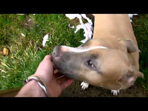 Jeremy's Friendly Pitbull Dogs