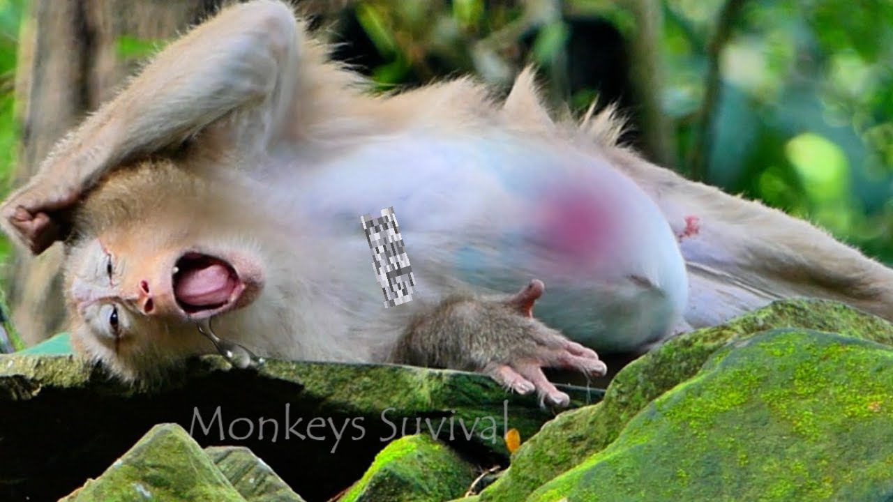 BreakingNews!...Old Mommy Monkey Ashley Tr_y-i-n-g_Gi_v-e_Bi_r-t-h_B-y ...