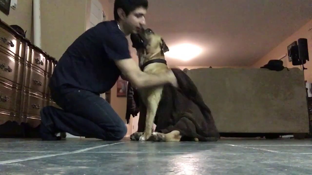 He is really good boy😍😍😍Neo the pitbull - YouTube