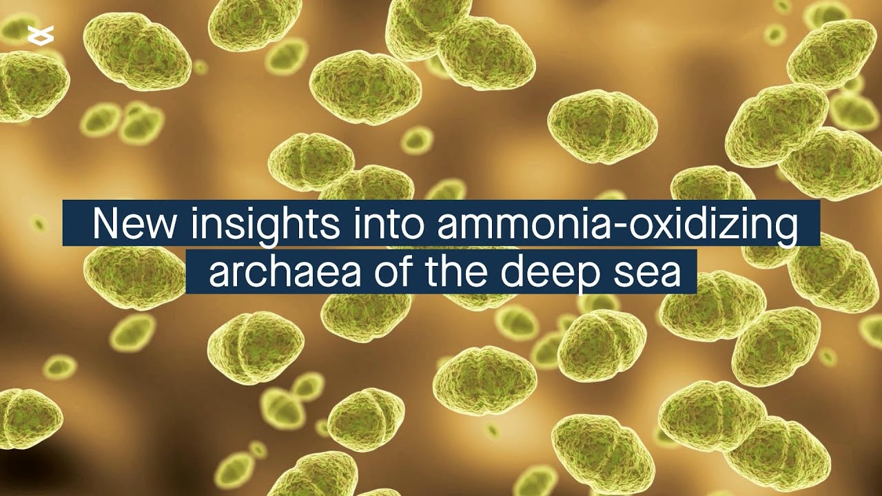 New insights into ammonia-oxidizing archaea in deep-sea methane seep ...