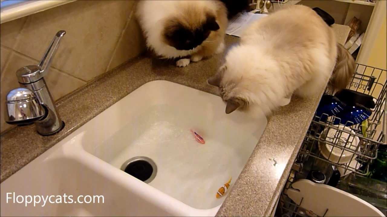 Ragdoll Cats Playing with Zuru Robo Robotic Fish - Floppycats - YouTube