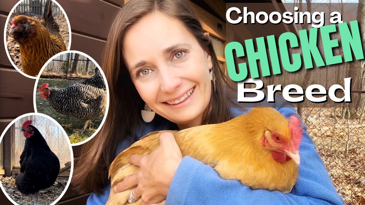 Which Chicken is Right for You? A Guide to Choosing the Best Breeds ...