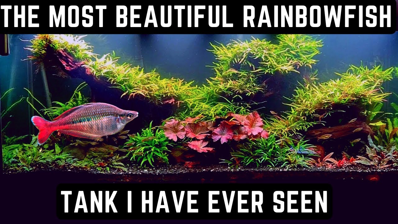 THE MOST BEAUTIFUL RAINBOWFISH TANK I'VE EVER SEEN! MASSIVE PLANTED 220 ...
