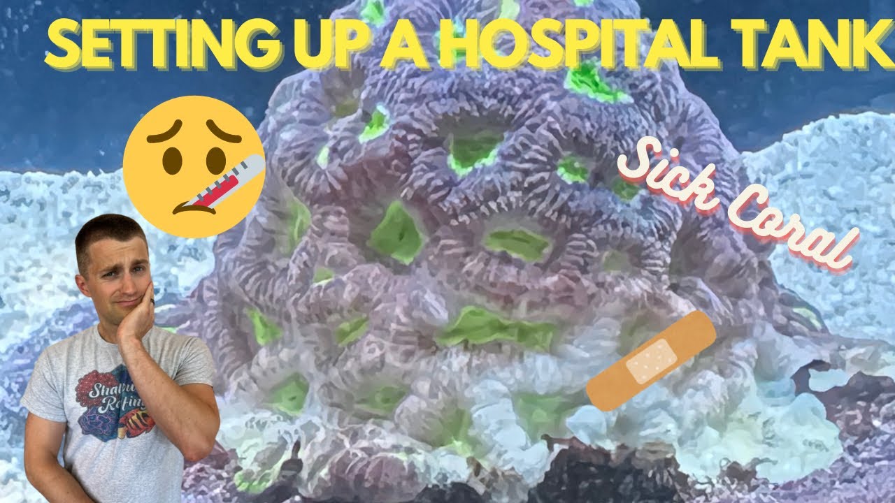 Setting Up a Coral Hospital Tank - YouTube