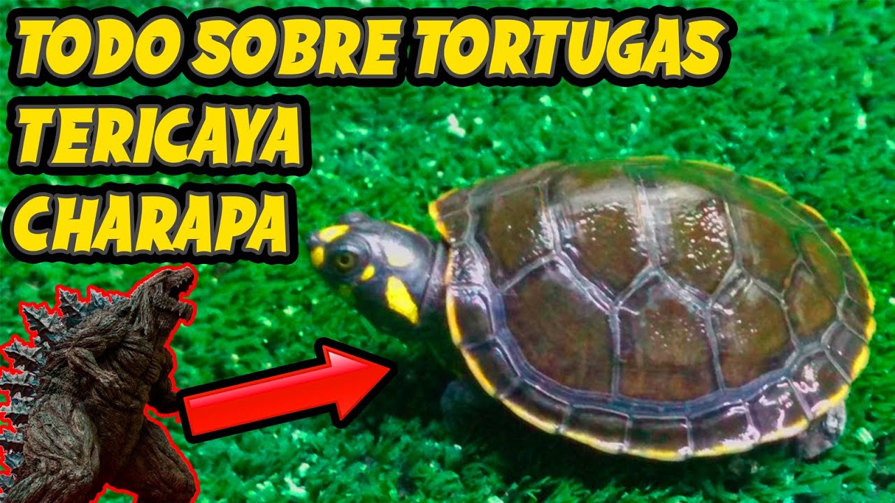 CUIDADOS BÁSICOS TORTUGA CHARAPA, TARICAYA, TERICAYA, PODOCNEMIS ...