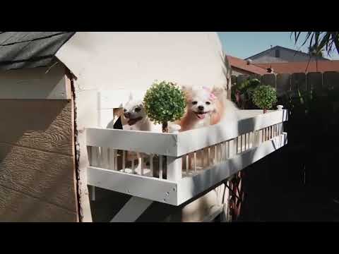 Most expensive dogs in the world| only rich people can afford these ...