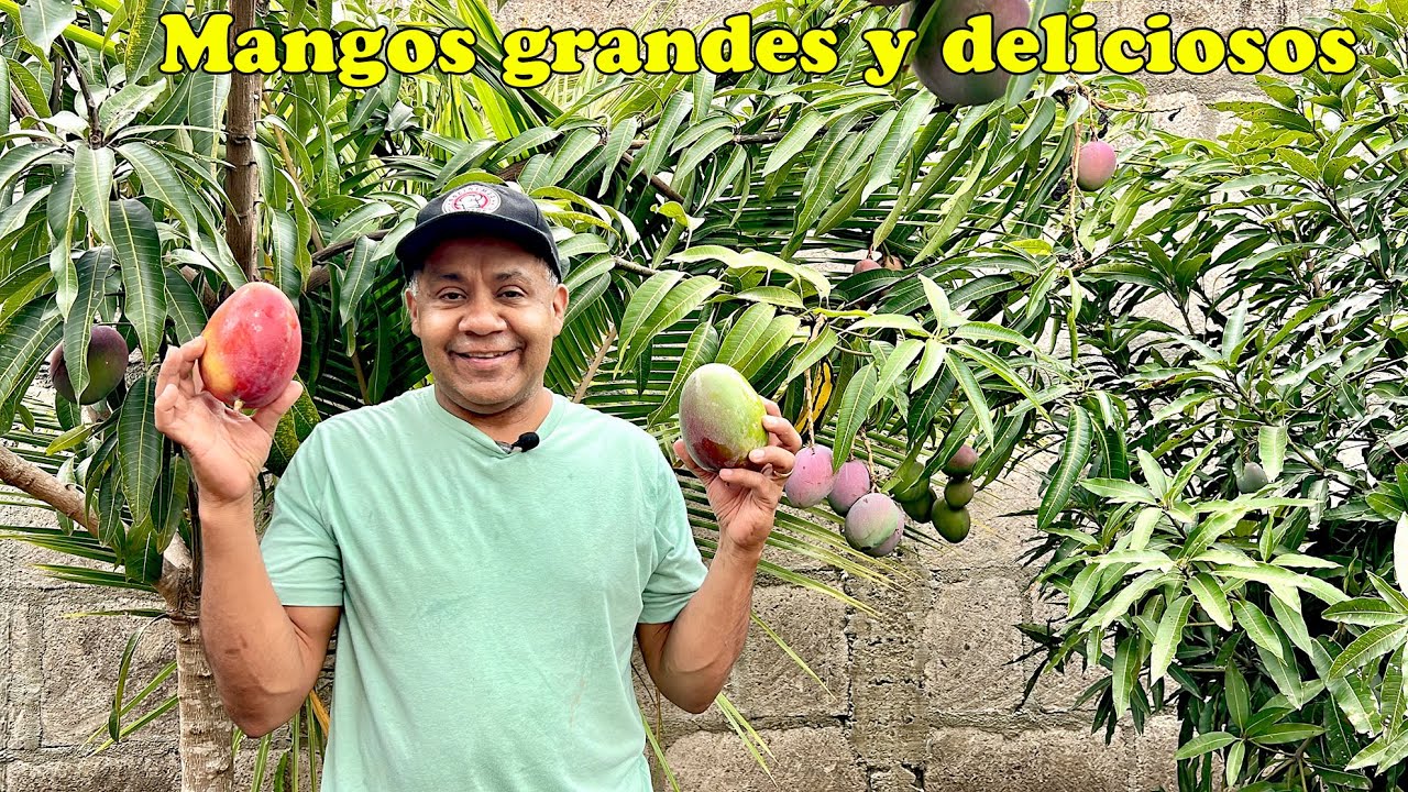 Cosecha de mangos grandes, verdes y maduros en nuestro patio - YouTube